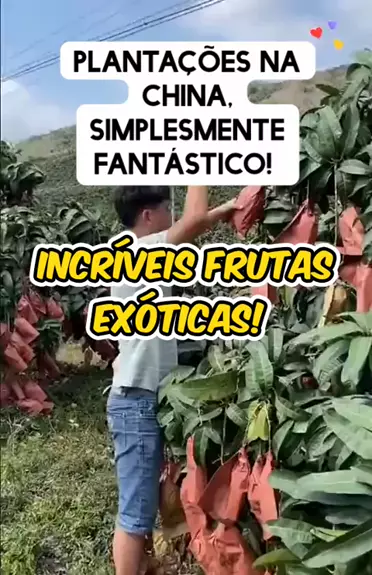 morango chinês produz no brasil