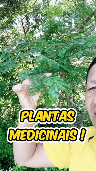 jurema sua folha cura | Discover