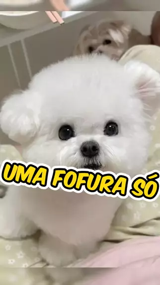 @pompompuppyva | Discover