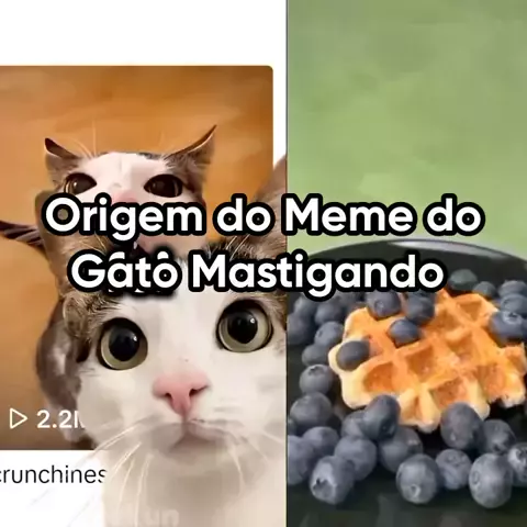 memes de gato & gato mastigando meme| Discover