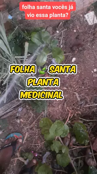 para que serve a folha santa:folha santa planta me ...| Kwai