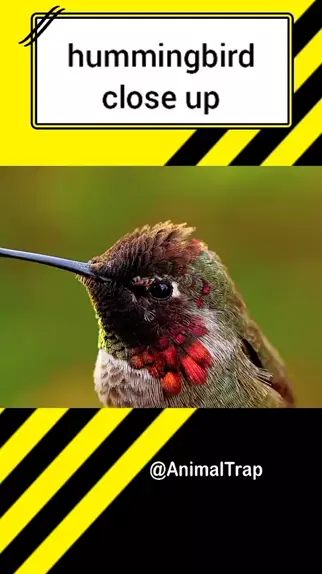 hummingbird khloe dlc