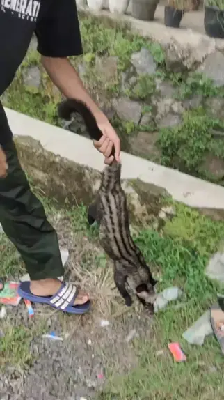 brother musang without censor