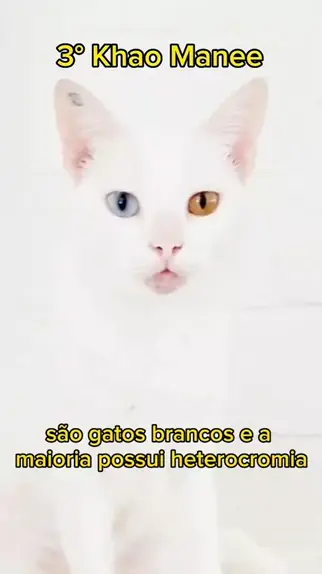 manecon cat & gato manecon| Discover