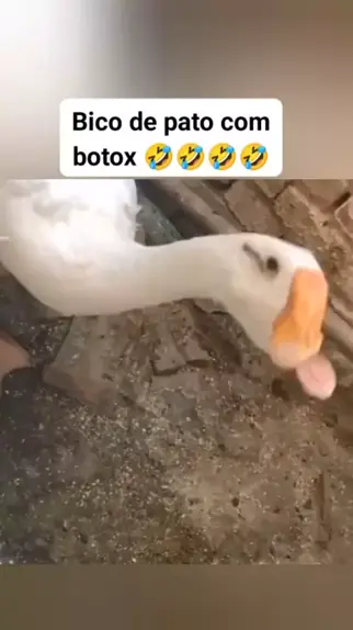 pato triste meme & pato apontando para si meme| Di ...| Kwai