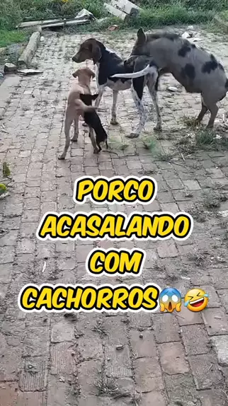 animais cruzando