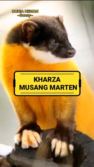 Podcast brother musang