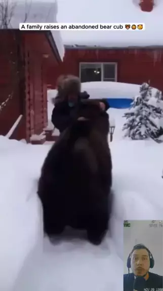 A História de Chubaca, o Urso Dócil