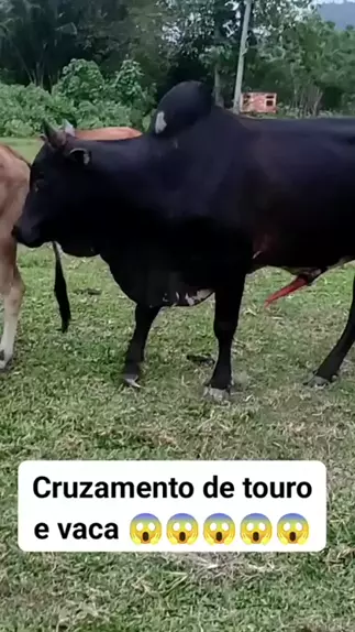touro cobrindo a vaca & videos de boi cruzando com ...| Kwai