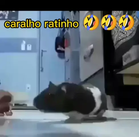 caralho ratinho meme | Discover
