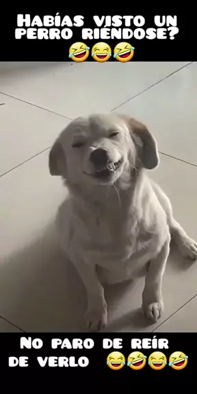 perro riendo y señalando meme & imagen de perro ri ...| Kwai