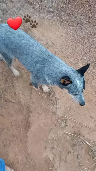 kfc 388 blue hill ave boston ma 2121 3609706734